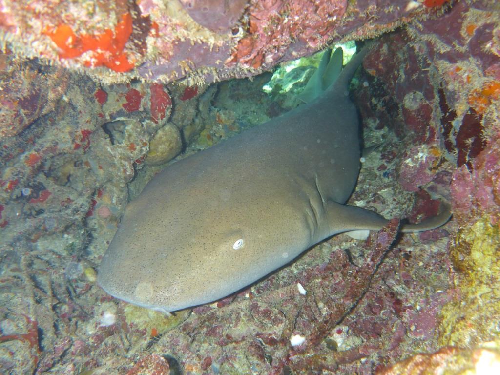 13 bis Requin dormeur – SILLAGE d’OXYGEN
